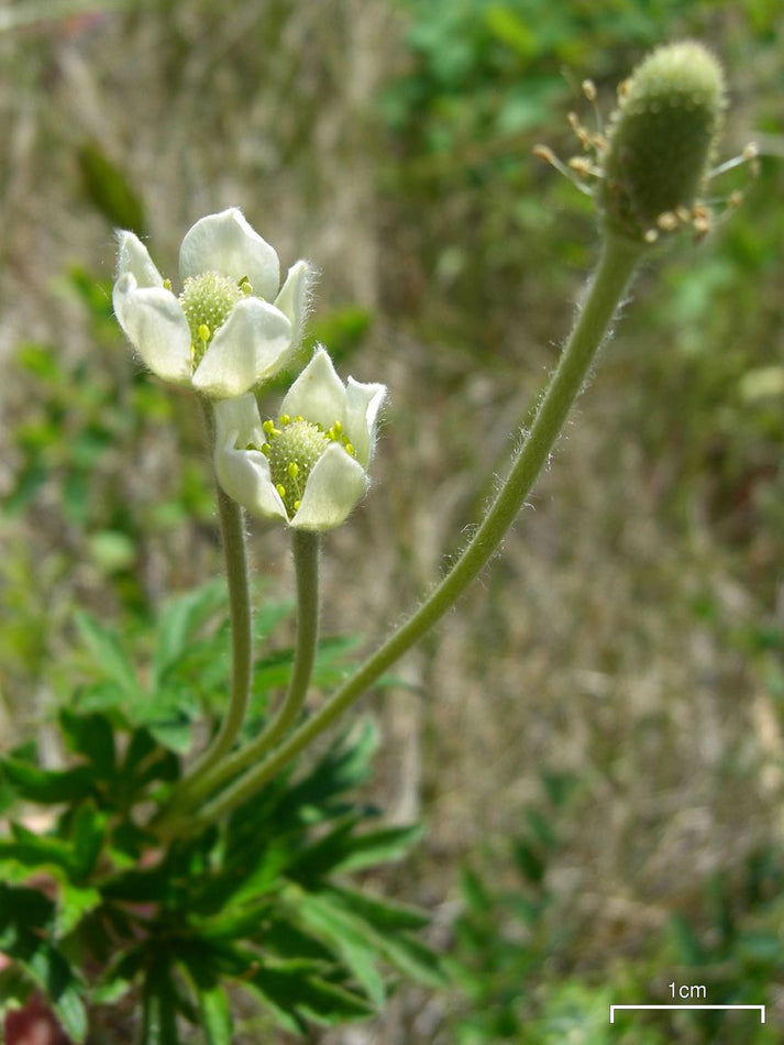 Anemone cylindrica (thimbleweed) – Tend Native Plants