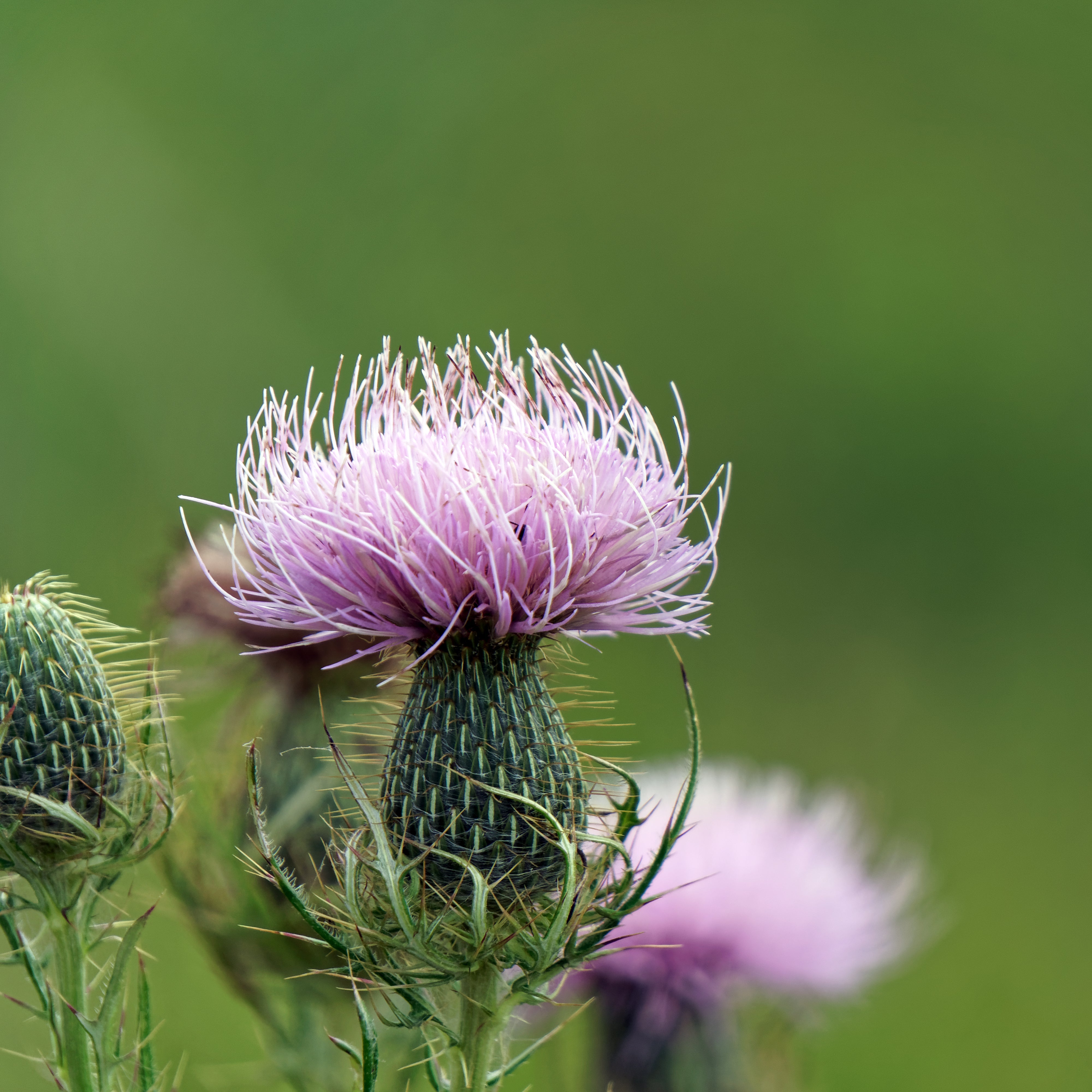 Cirsium discolor (field thistle) – Tend Native Plants
