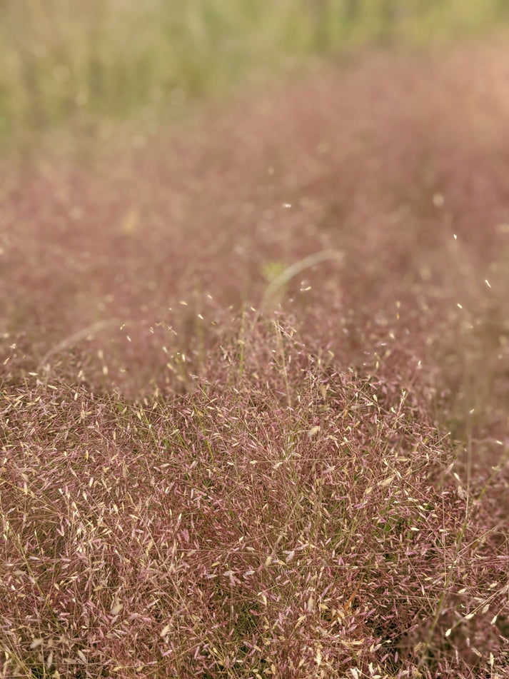 Eragrostis spectabilis (purple love grass) – Tend Native Plants