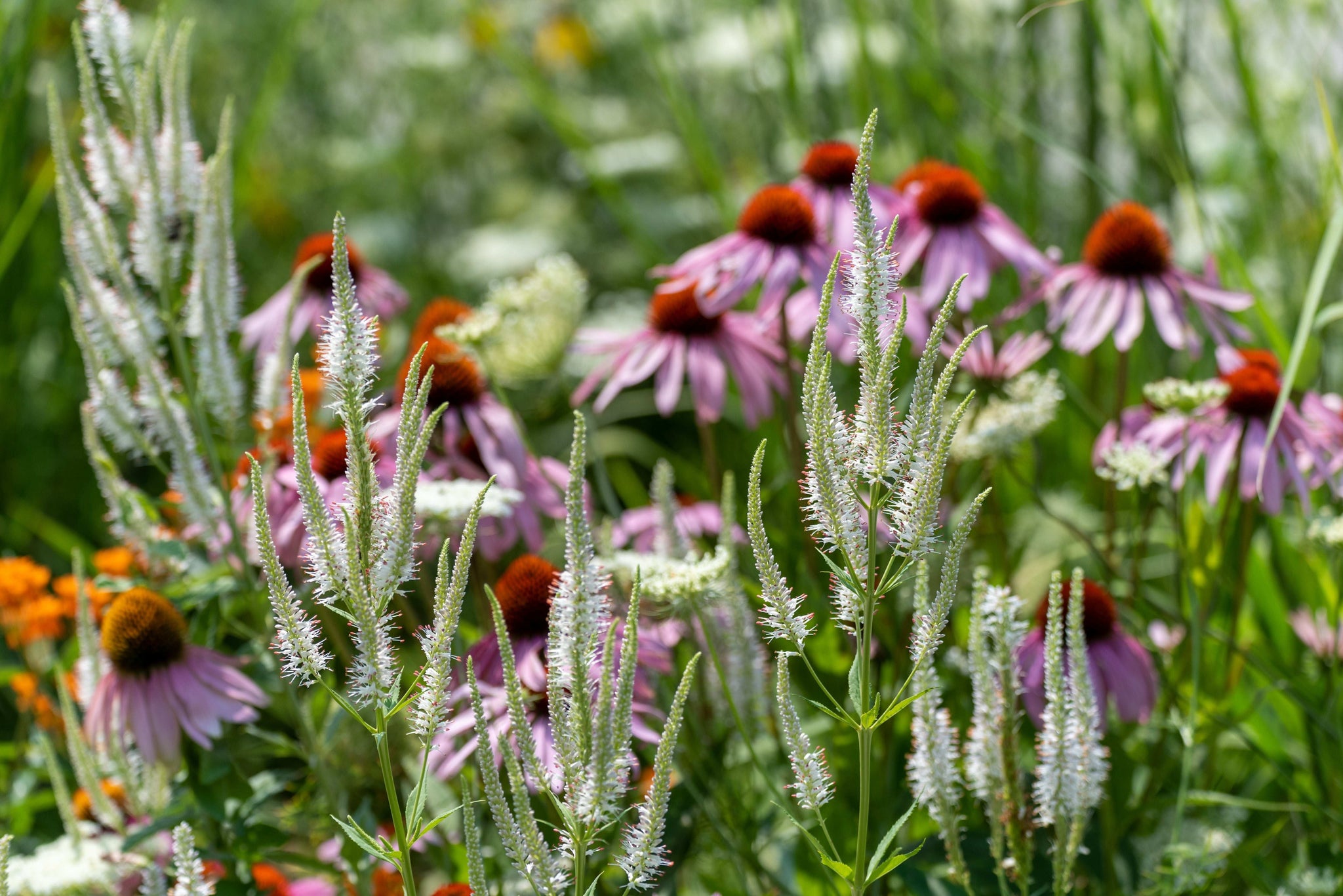 Veronicastrum virginicum (Culver's root) – Tend Native Plants
