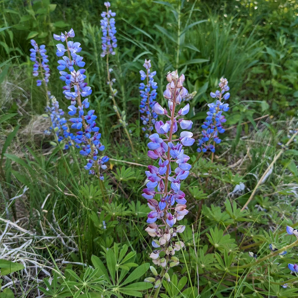 Lupinus perennis (sundial lupine) – Tend Native Plants
