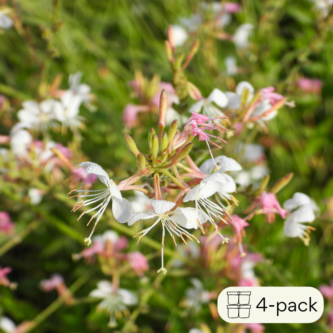 Oenothera gaura (biennial gaura) 4-pack – Tend Native Plants