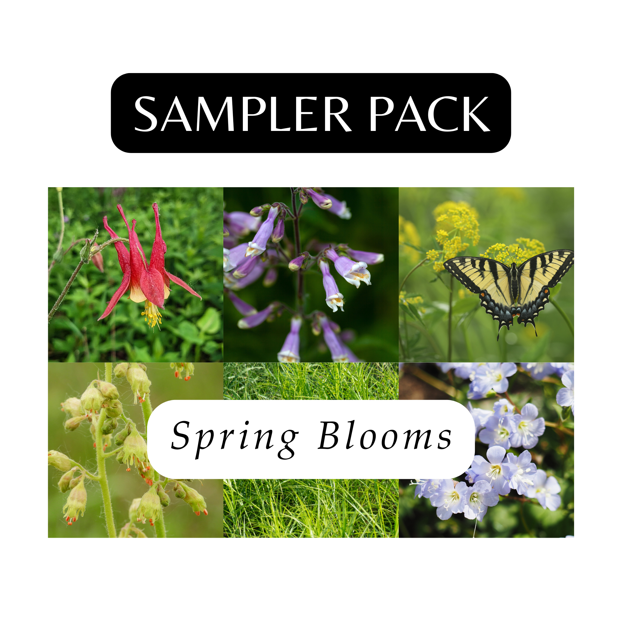 Sampler Pack for Spring (6 Plants) – Tend Native Plants