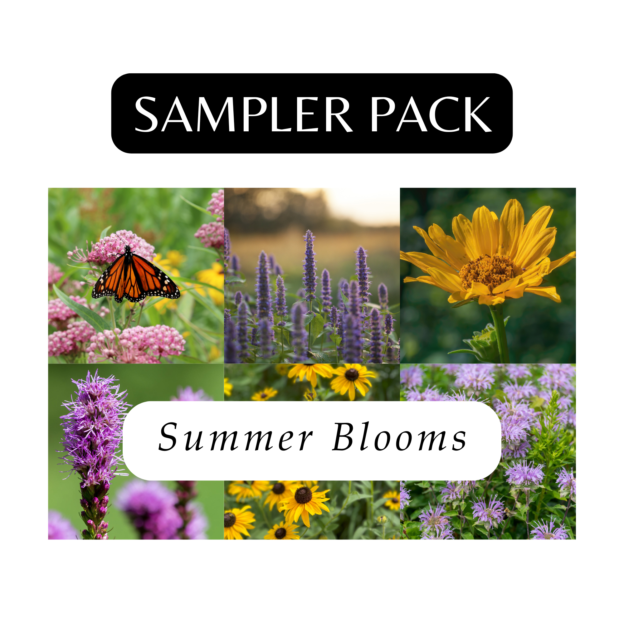 Sampler Pack for Summer (6 Plants) – Tend Native Plants